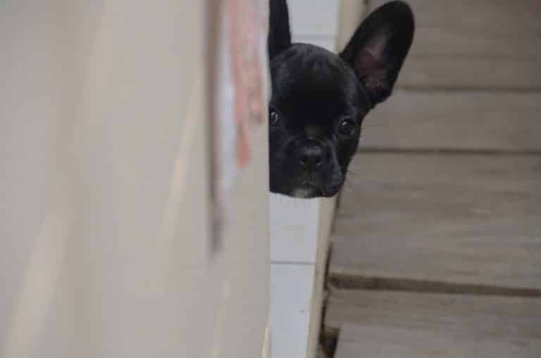 French Bulldog Frightened By Loud Noises? How To Fix
