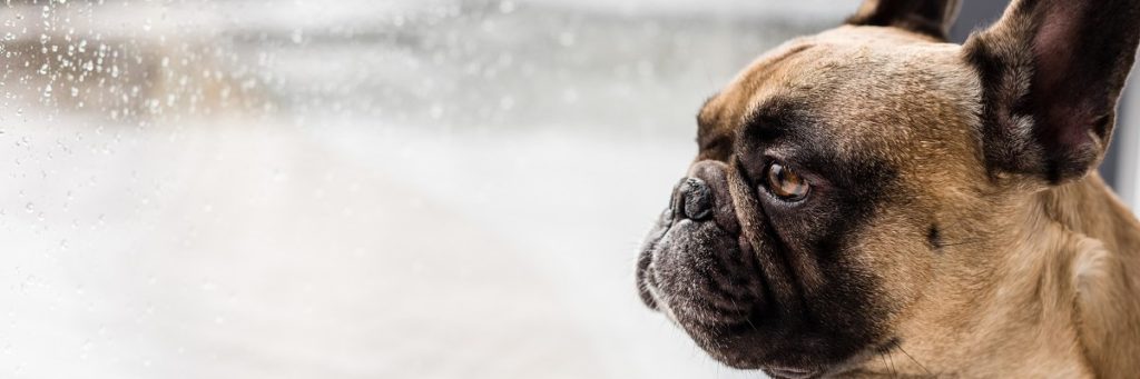 My French Bulldog is Scared of Me - Learn Why?